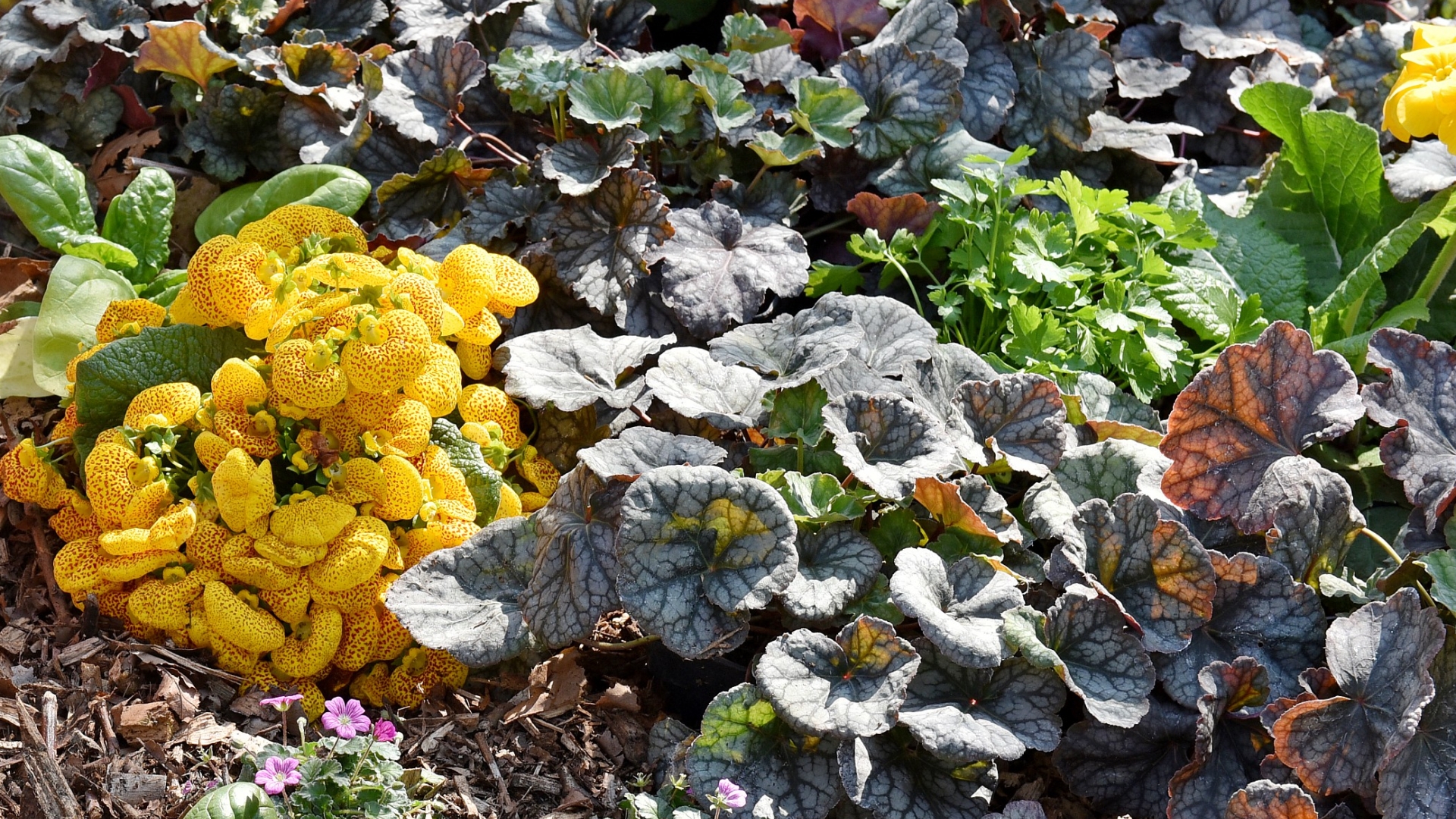Plantes et fleurs | Site Internet de la ville de Saint-Étienne